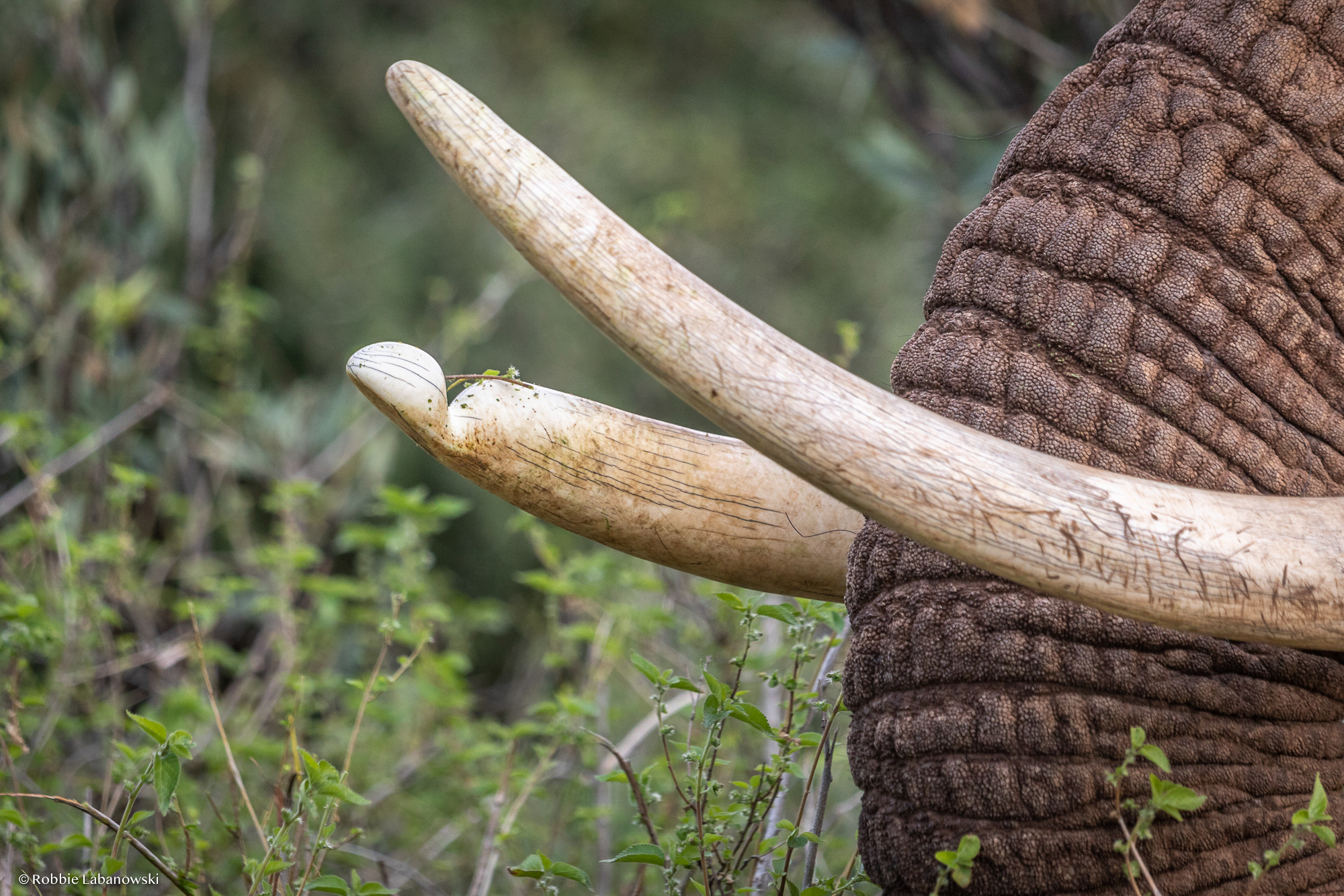 Elephant Facts - Save the Elephants