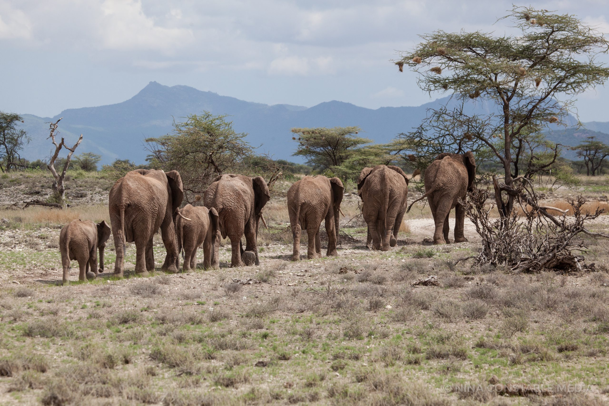 Geo-Fencing - Save the Elephants