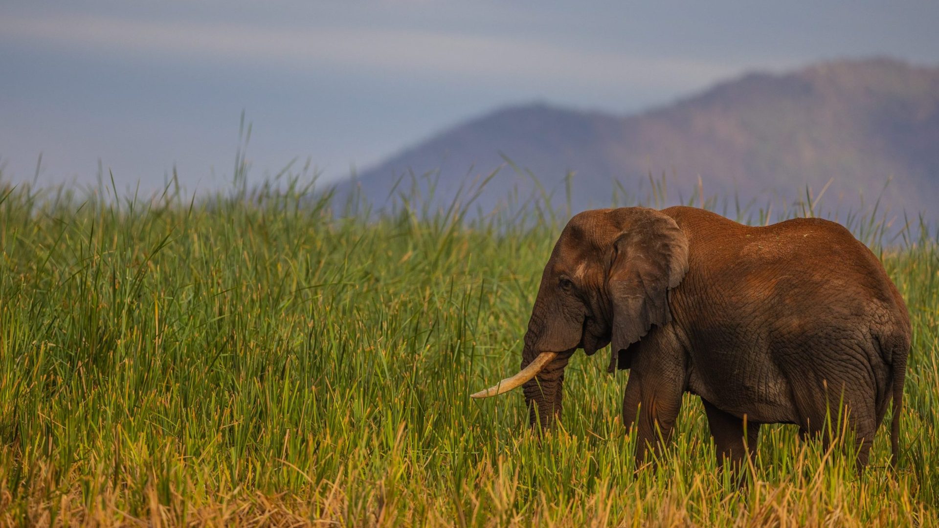 Living with Elephants - Save the Elephants