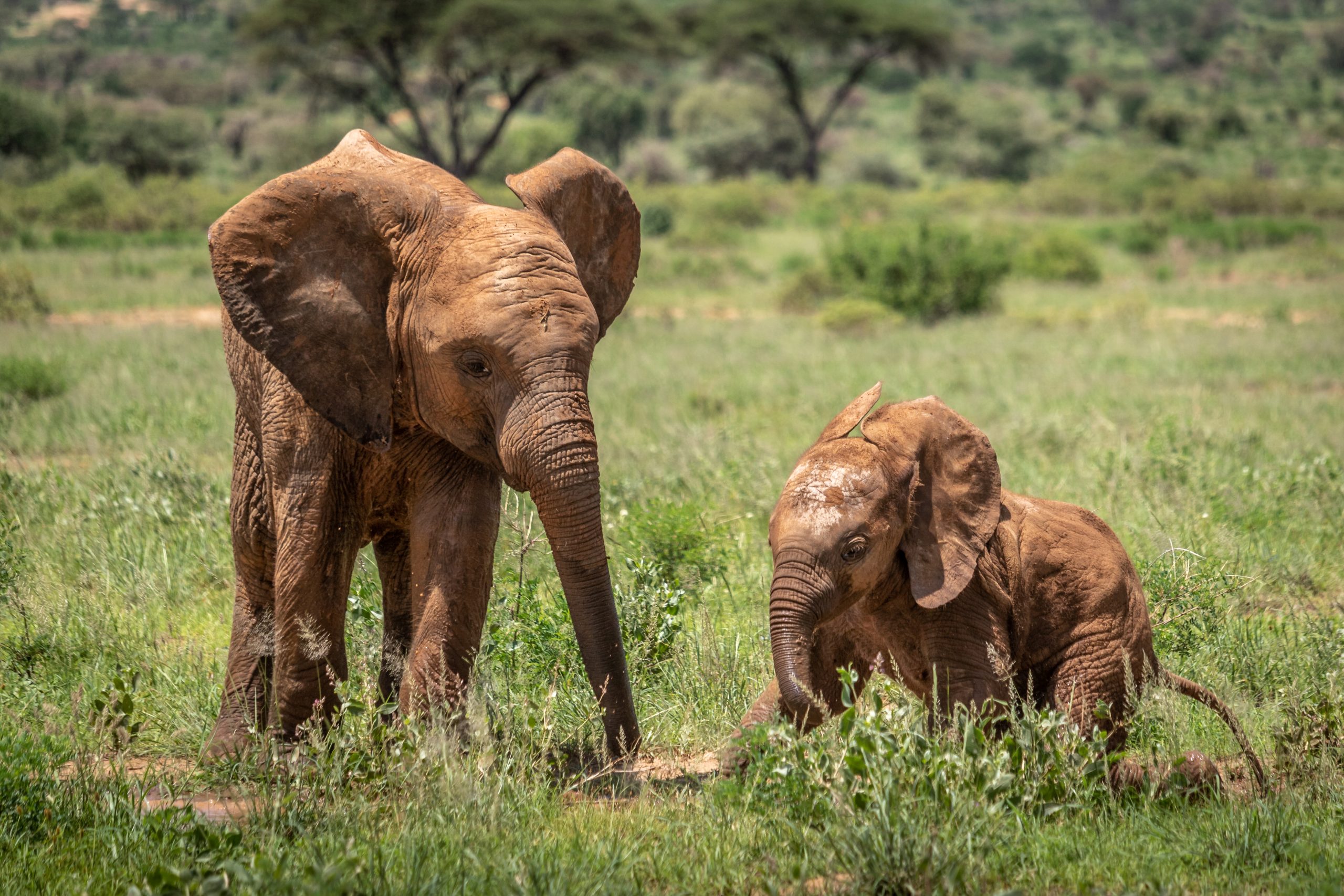 Careers - Save the Elephants