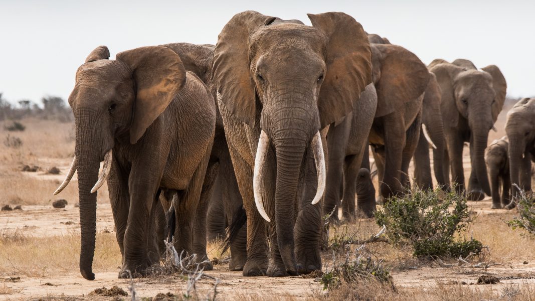 Save the Elephants - Securing a future for elephants and sustaining the ...