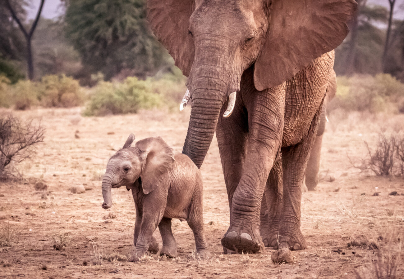 Protecting the next generation - Save the Elephants