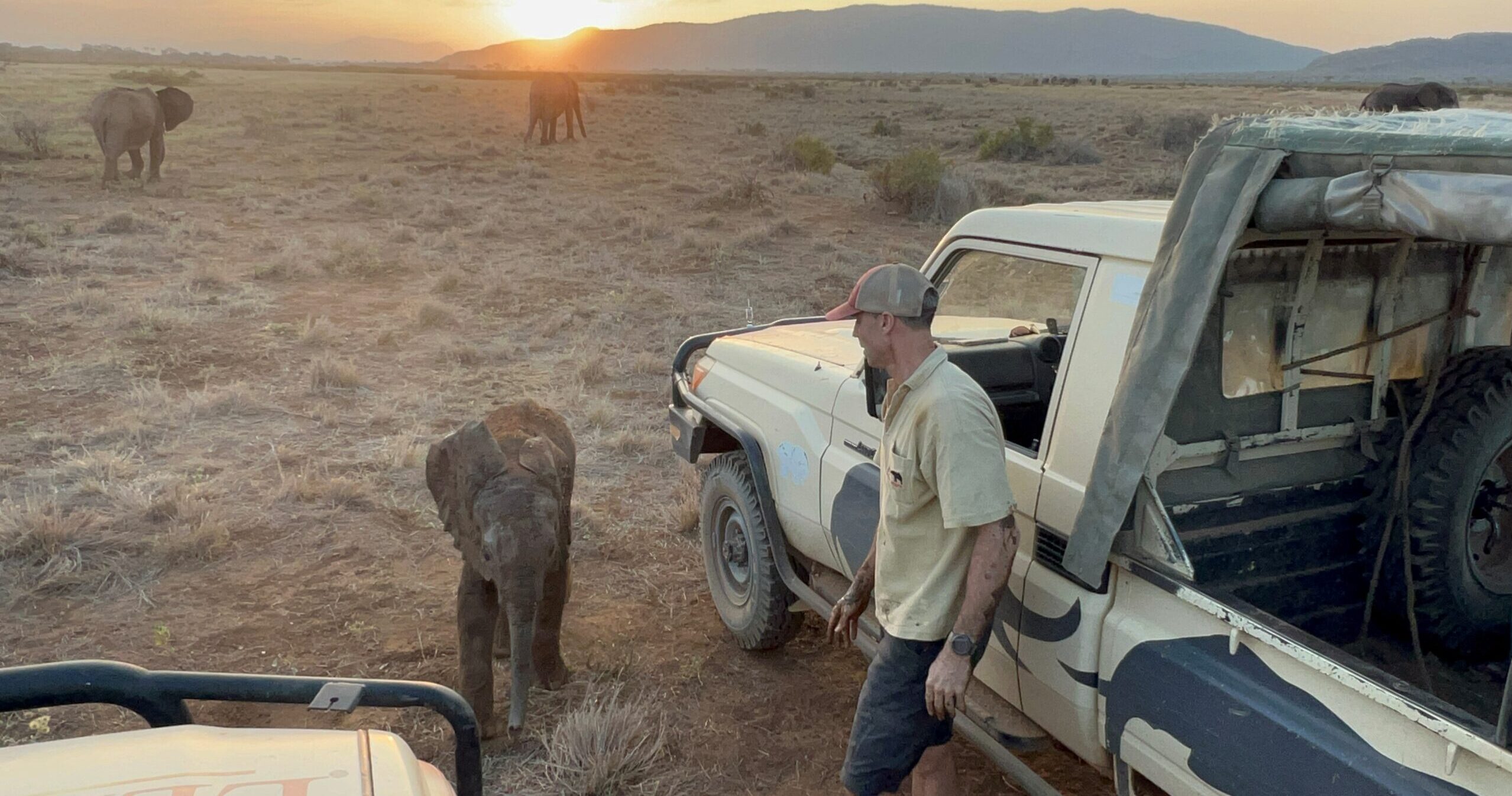 Lost, Found, and Welcomed With Open Trunks: Orphaned Calf Reunited with ...