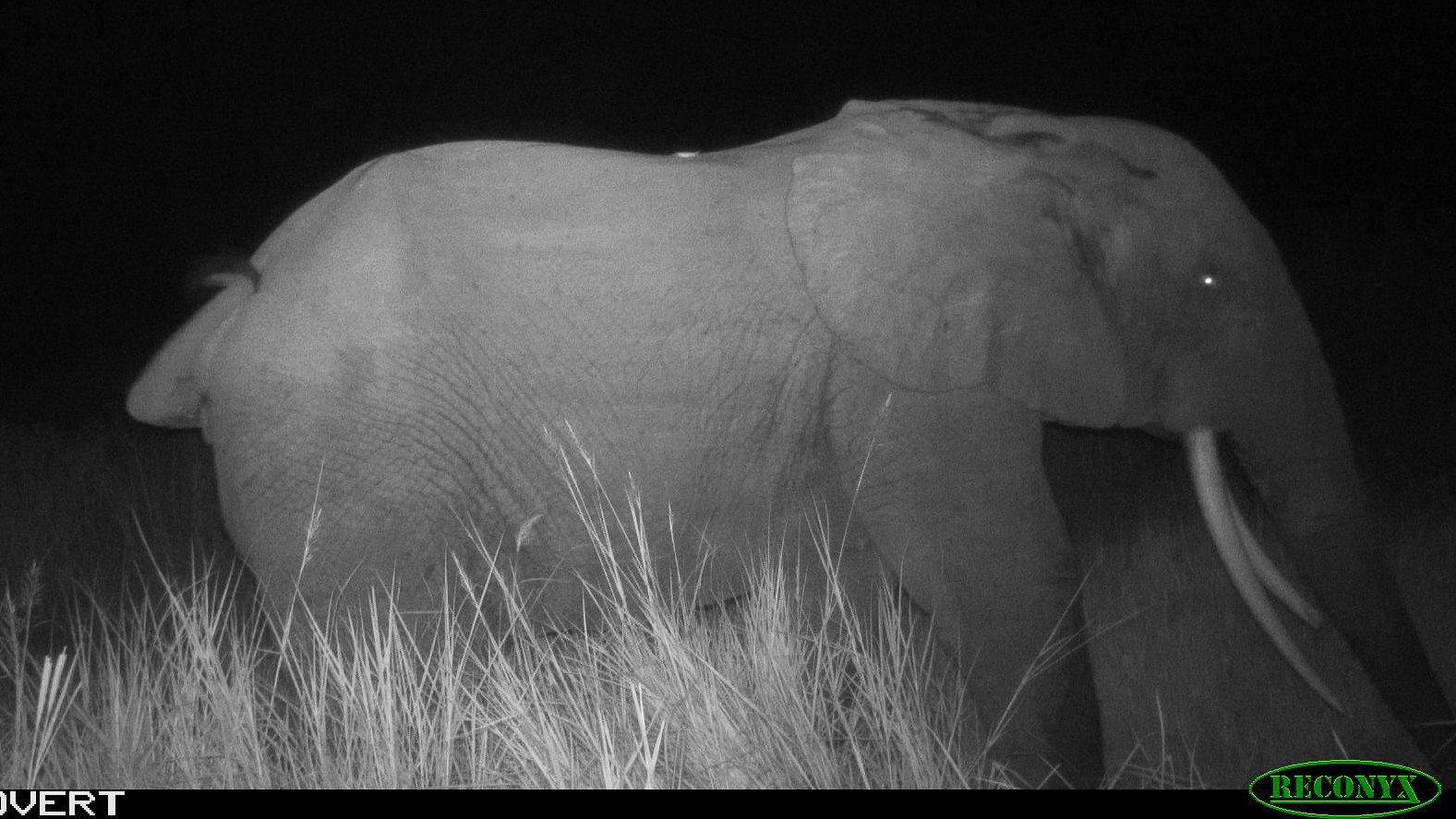 A Lifeline for Angola's Forest Elephants • Wildlife Conservation Network